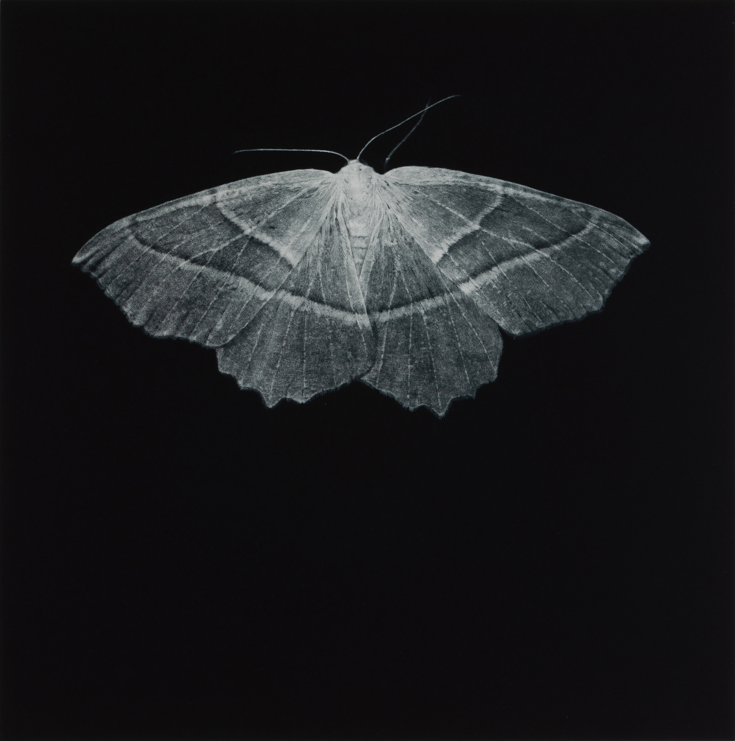 Sarah Gillespie: Moth : Kestle Barton