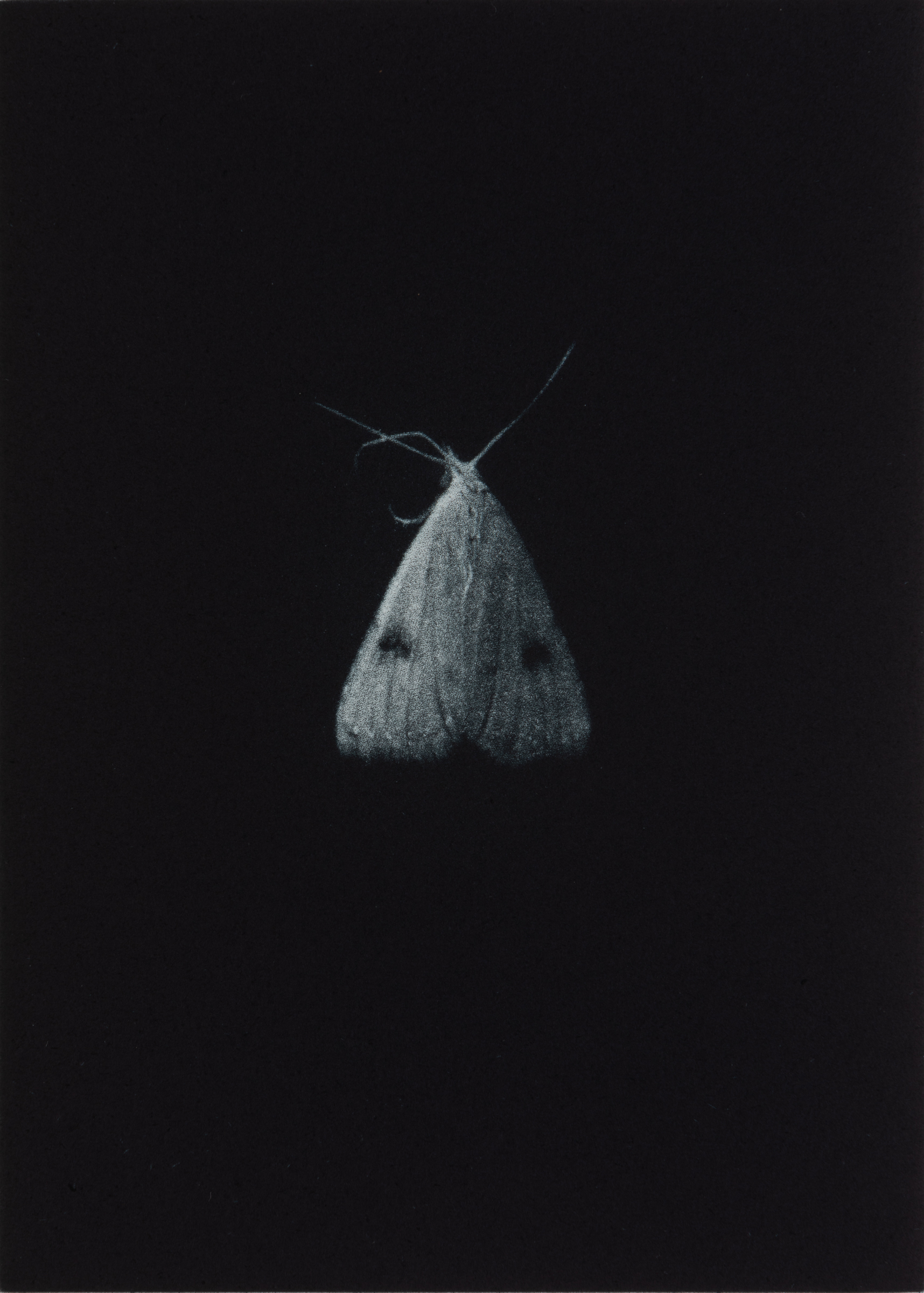 Sarah Gillespie: Moth : Kestle Barton