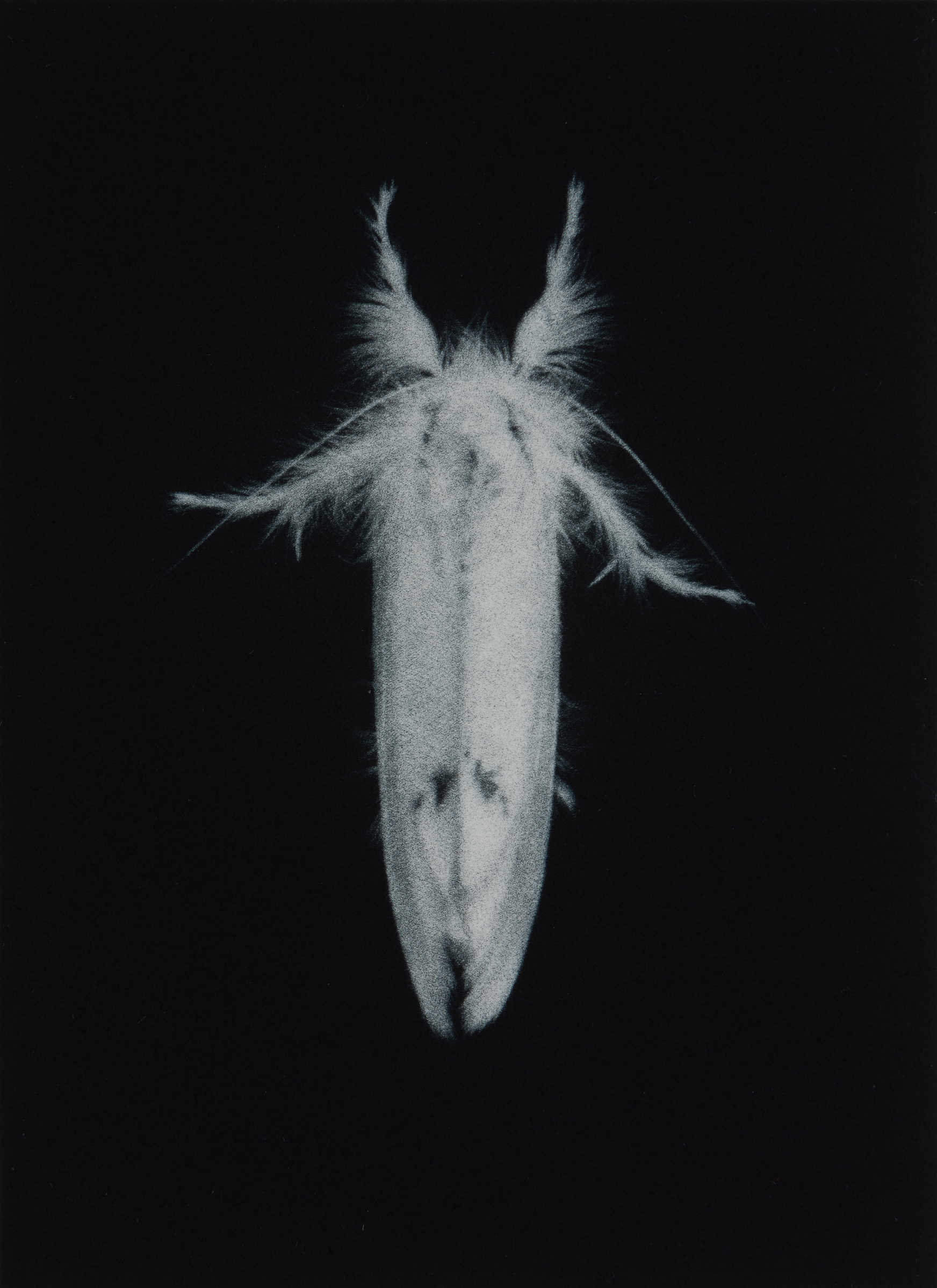 Sarah Gillespie: Moth : Kestle Barton