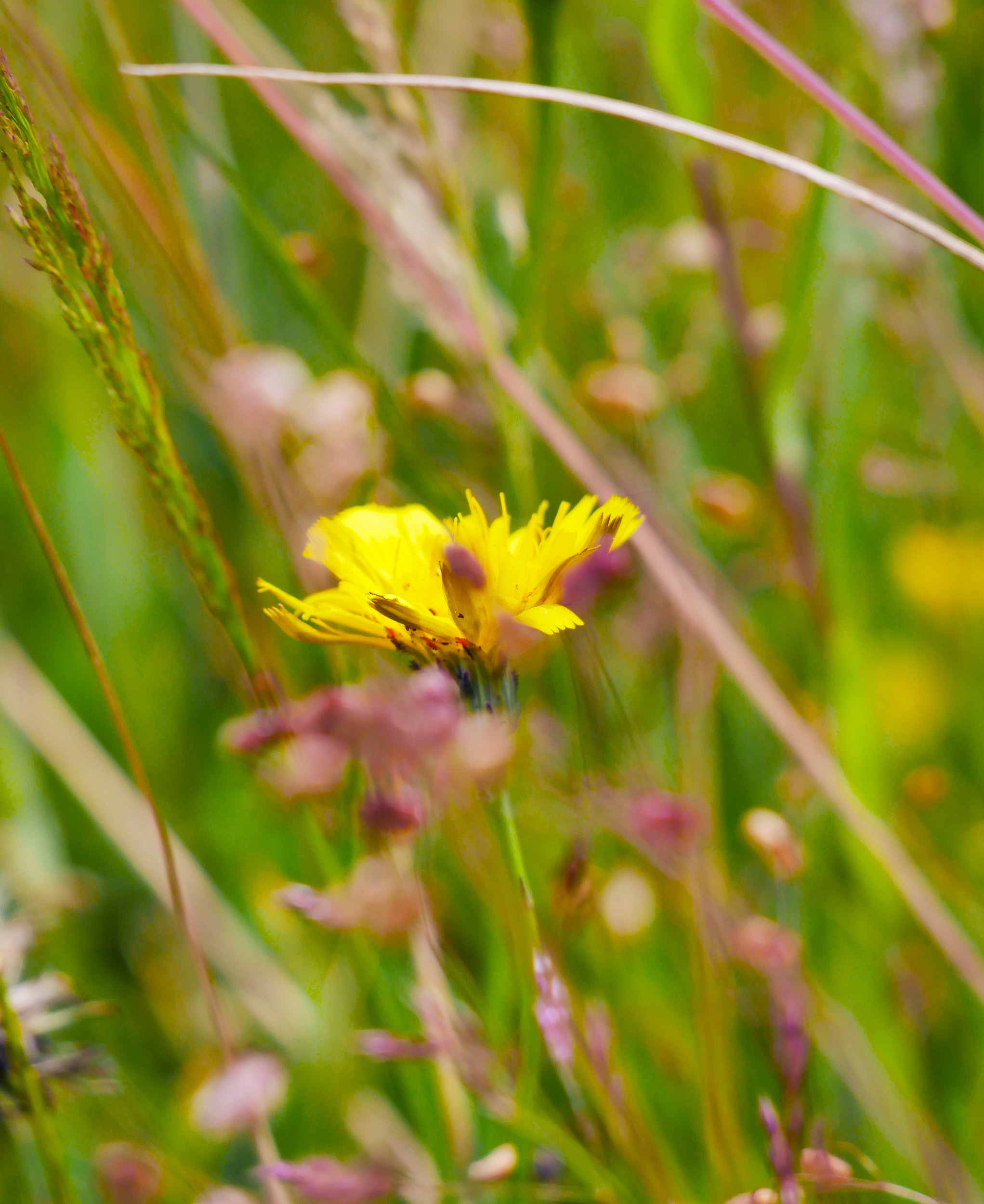 National Meadows Day at Kestle Barton 2025 : Kestle Barton